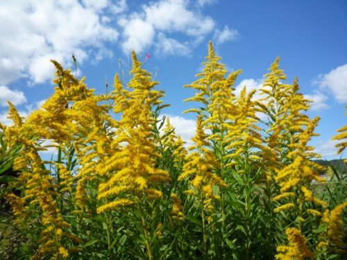 CSSで使えるカラーネーム一覧表